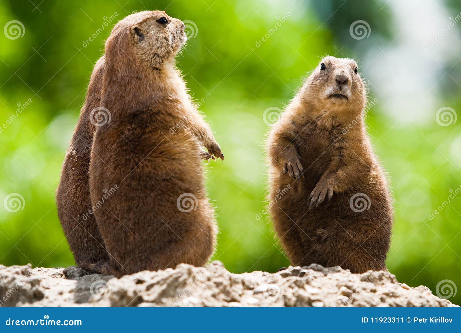 Are Groundhogs Gophers And Prairie Dogs The Same Animal