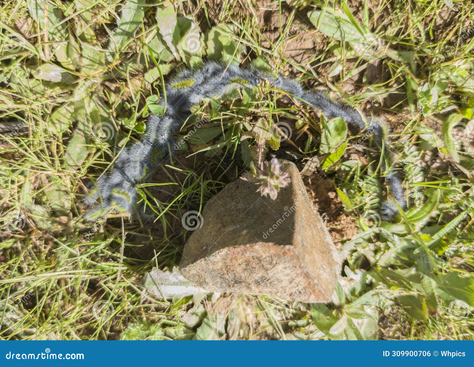 Ground Processionary or Thaumetopoea Herculeana Stock Photo - Image of ...