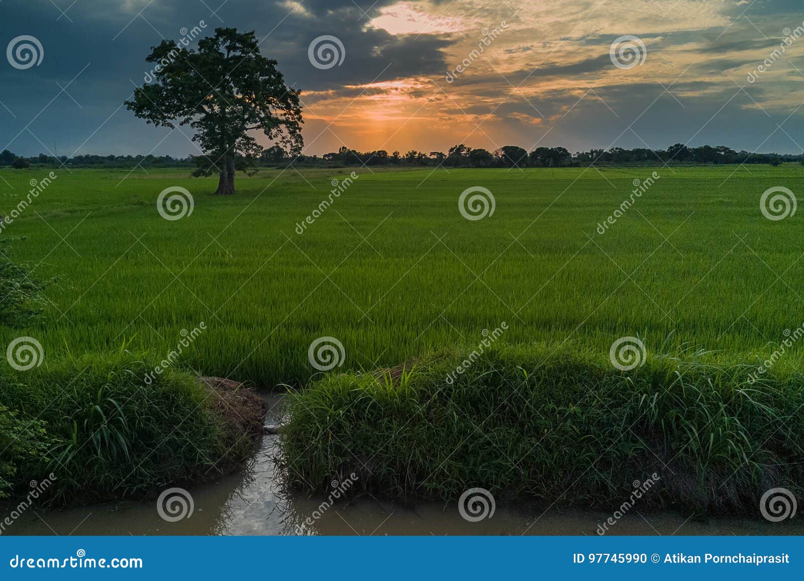 Ground Rice, Application of Cooked Rice, Stock Photo - Image of grass ...