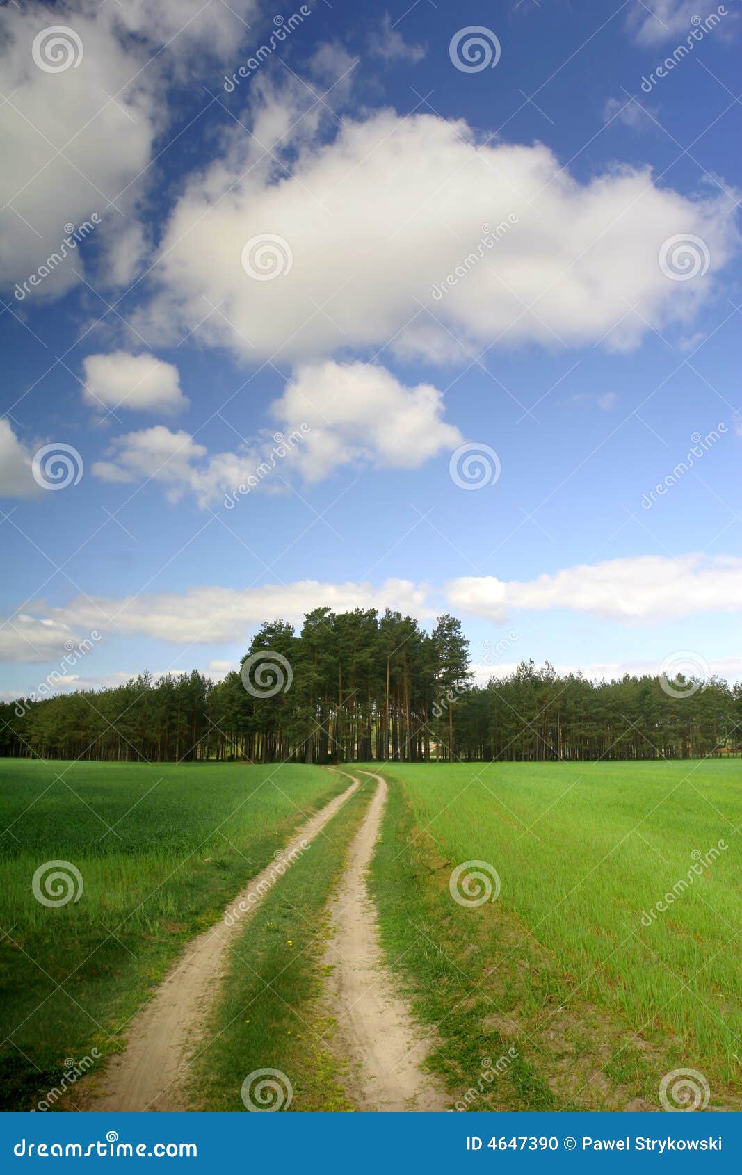 Ground road stock photo. Image of sunny, road, grass, forest - 4647390