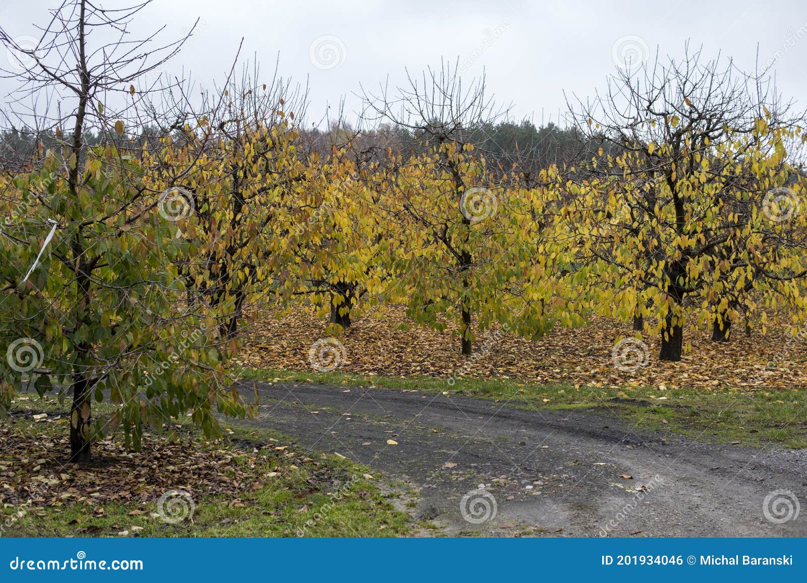 Ground Road between Apple Trees Stock Photo - Image of trunk, farming ...