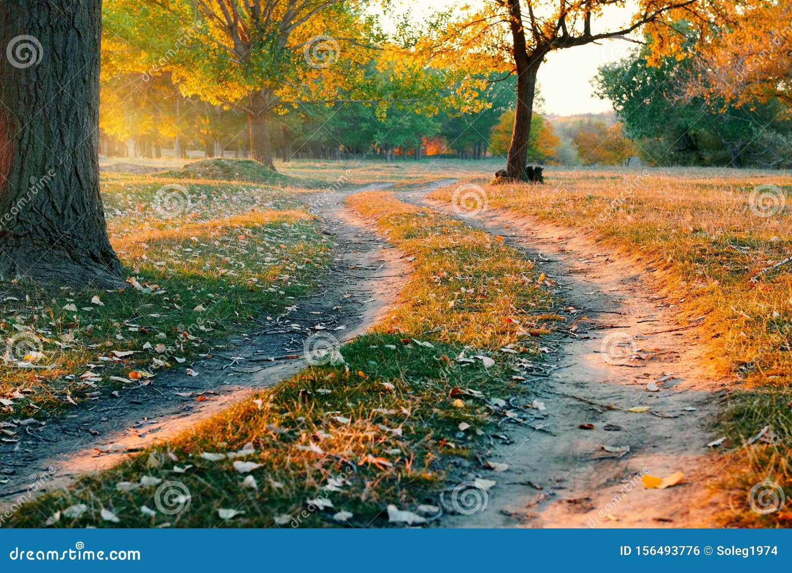 Ground Road and Beautiful Trees in the Autumn Forest,bright Sunlight ...