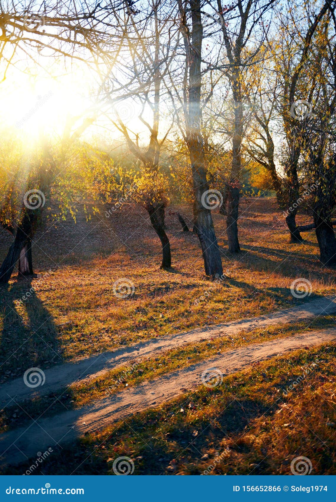 Ground Road and Beautiful Trees in the Autumn Forest,bright Sunlight ...
