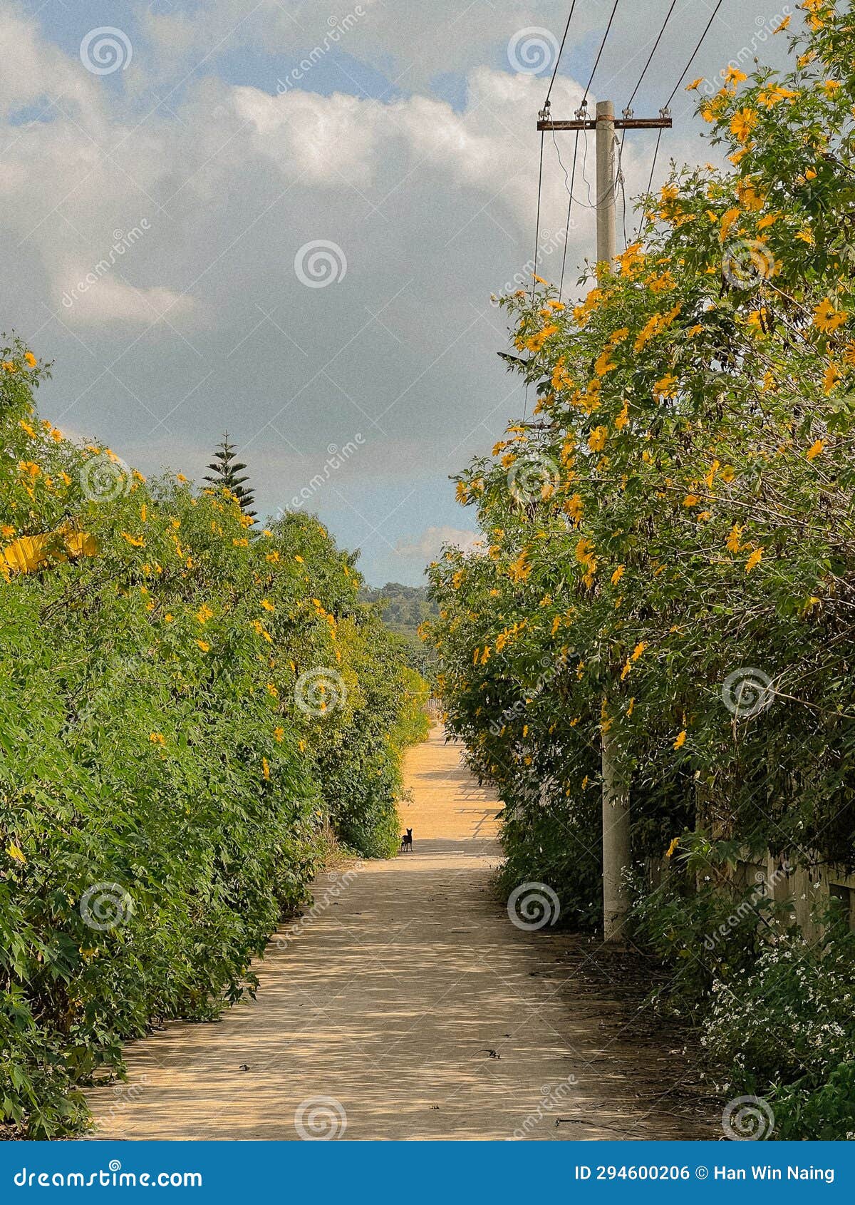 Ground Road in Common Sunflower Fields Stock Photo - Image of ...