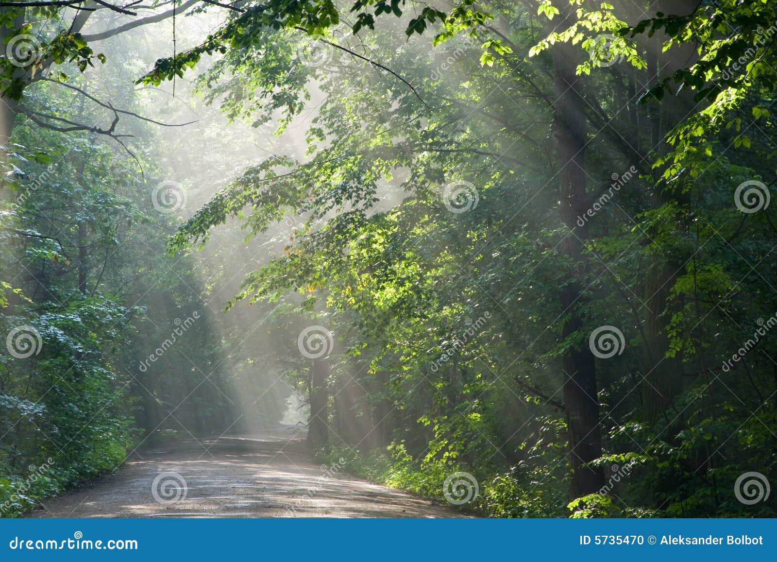 Ground Road Crossing Forest with Beams of Light Stock Photo - Image of ...
