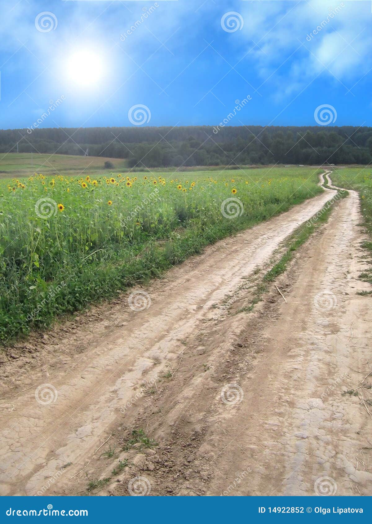 Ground Road Crossing the Sunflower Field Stock Photo - Image of ground ...
