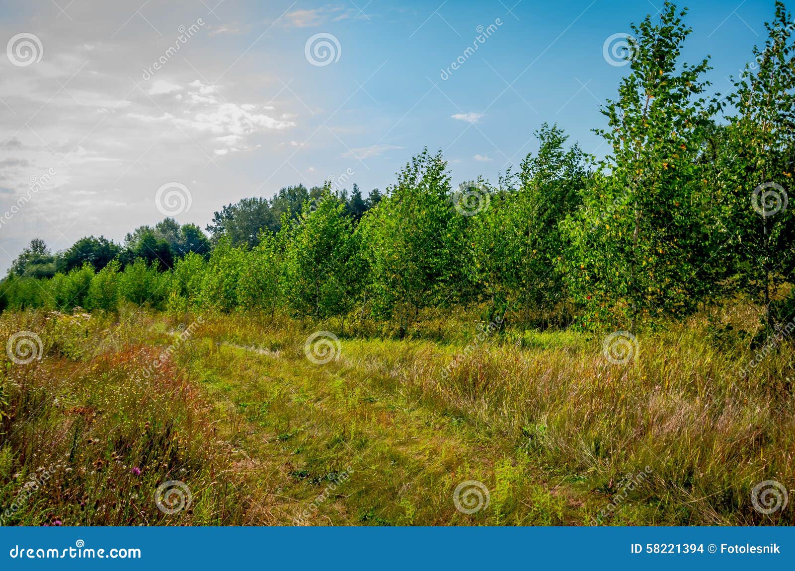 Ground road stock photo. Image of dirt, spring, perspective - 58221394
