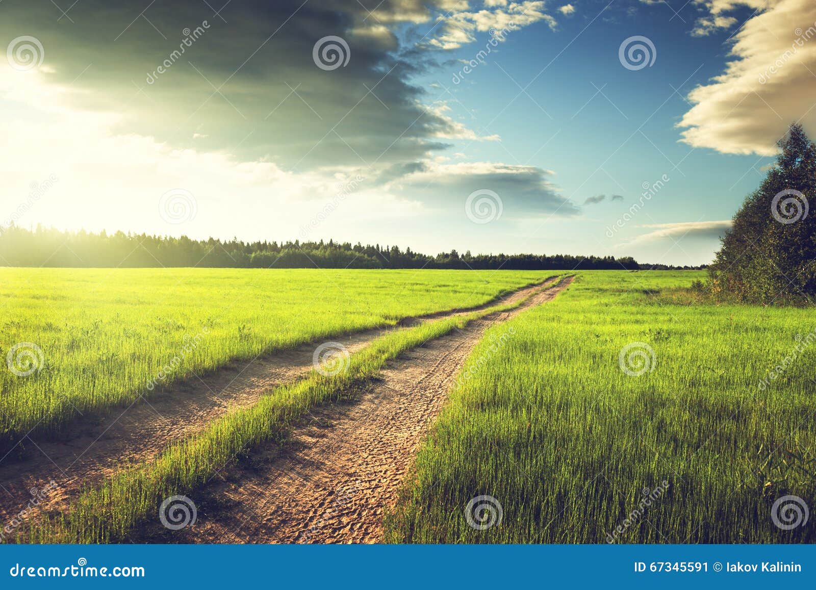 Ground Road and Field of Spring Grass Stock Image - Image of flax ...