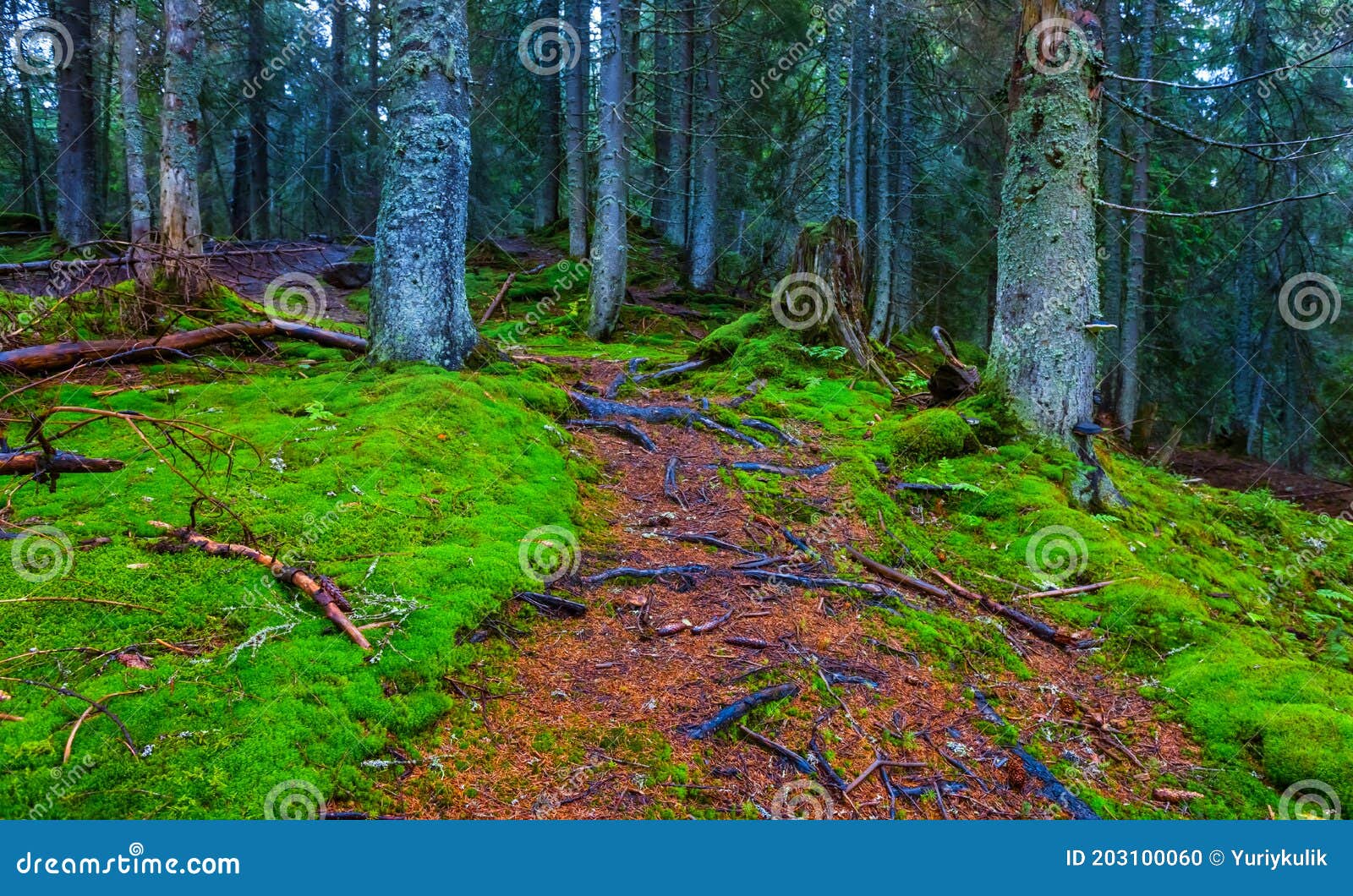 Ground Road through a Fir Forest Stock Photo - Image of road ...
