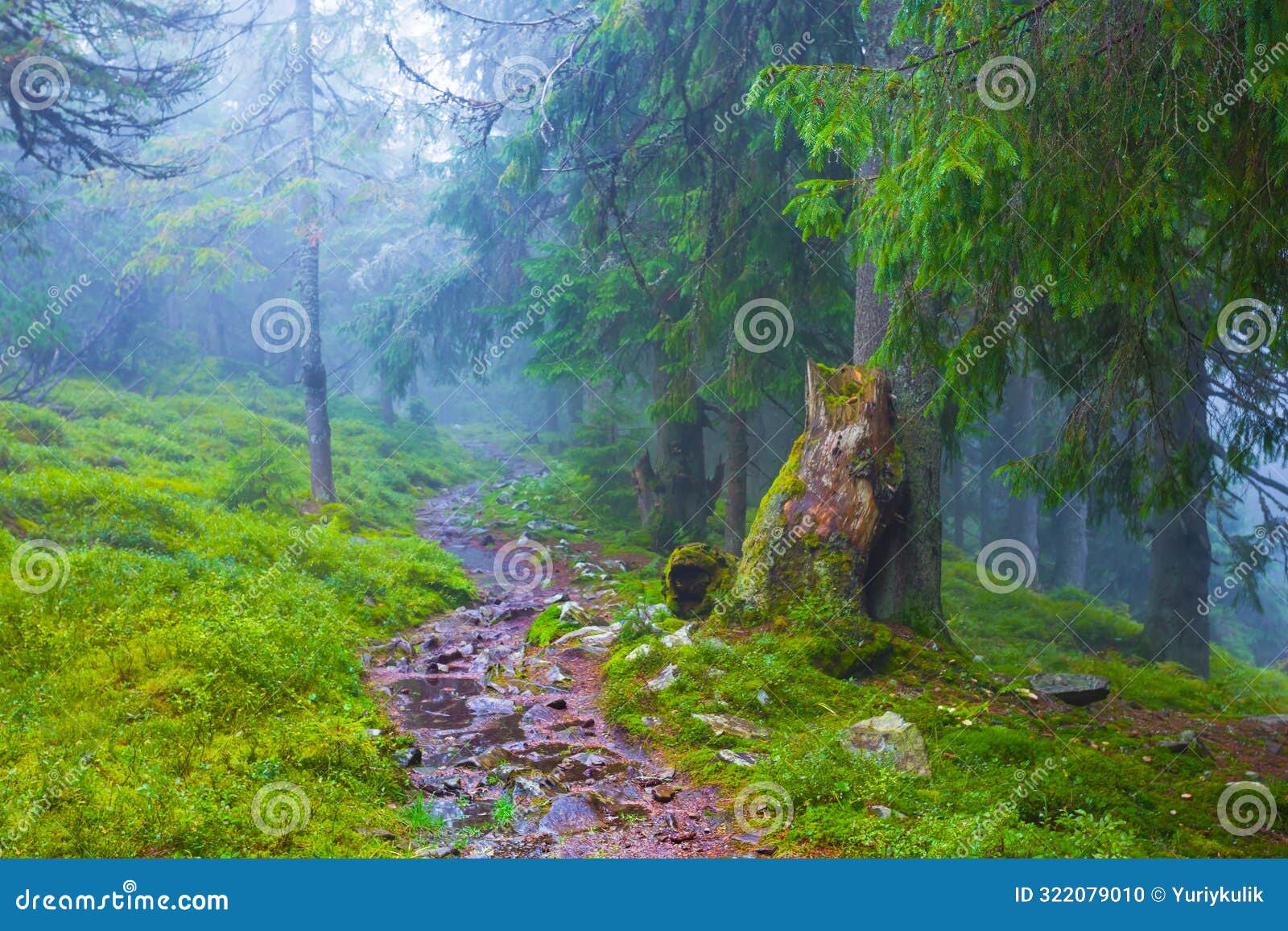 Road through Forest in Blue Mist on Mountain Slope Stock Photo - Image ...