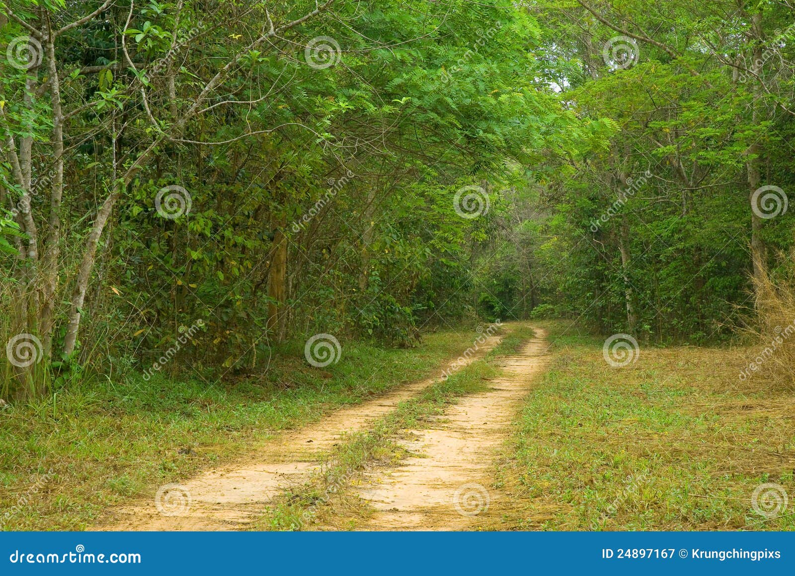 Ground road in jungle stock image. Image of beauty, lane - 24897167