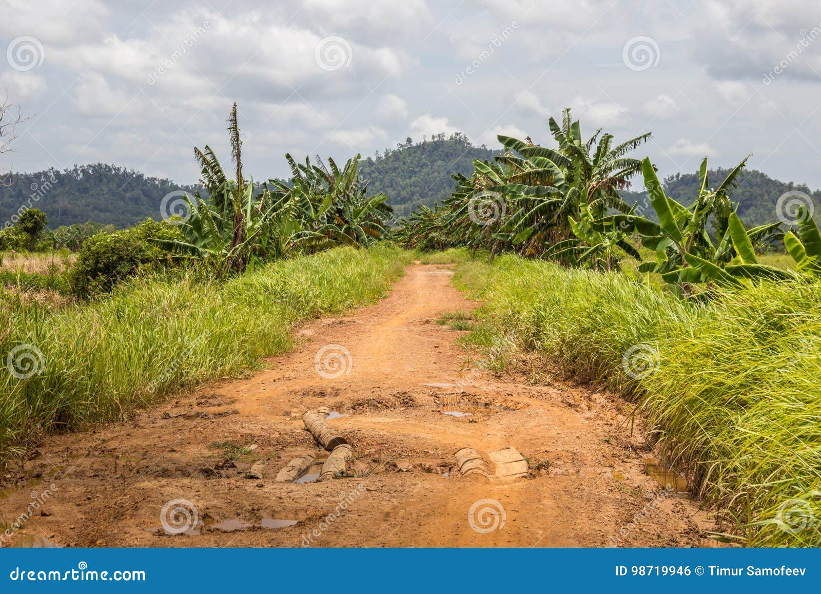 Ground road in jungle stock photo. Image of park, ground - 98719946
