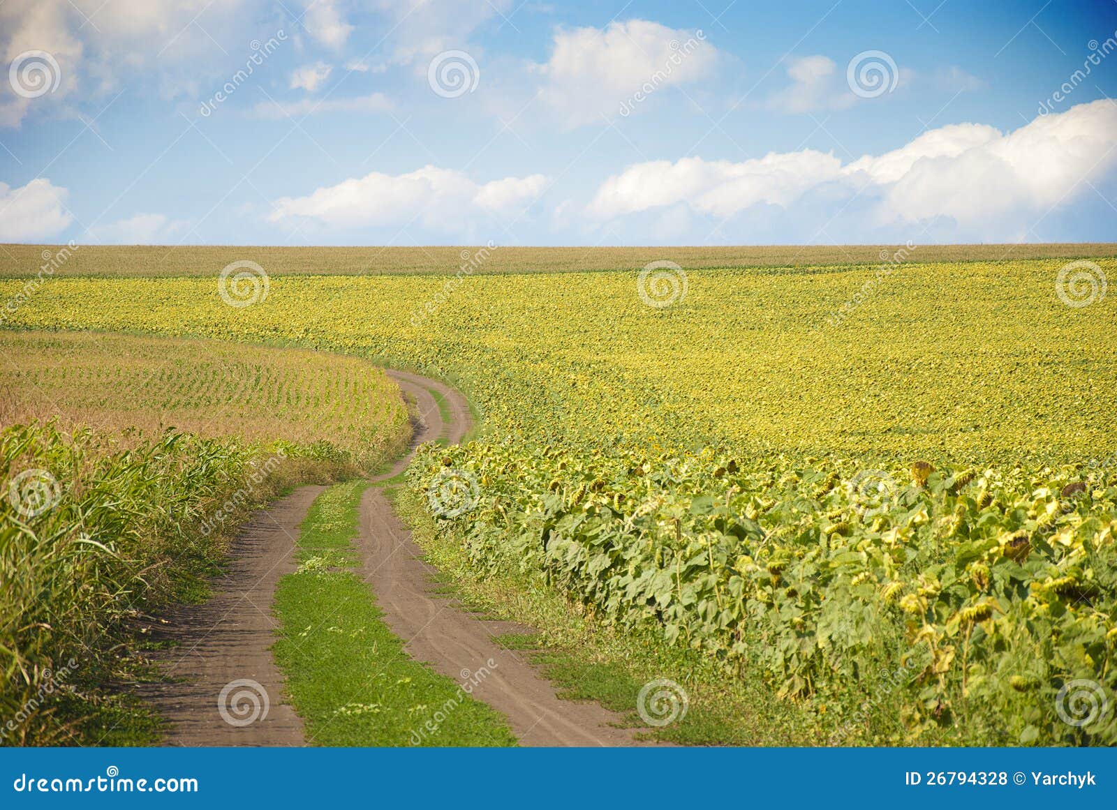 Ground Road in a Sunflower Field Stock Photo - Image of field, color ...