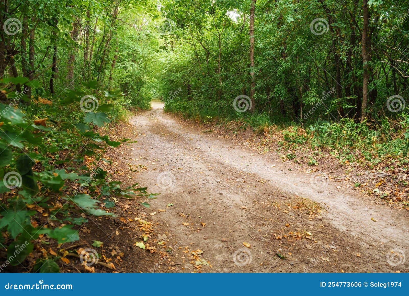 Ground Road in the Wild Forest, Beautiful Summer Landscape, Bright ...