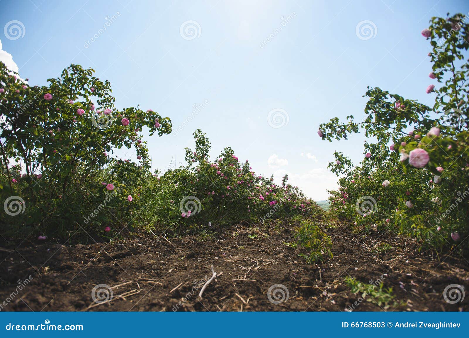 Ground among Rose Bushes stock image. Image of lighting - 66768503