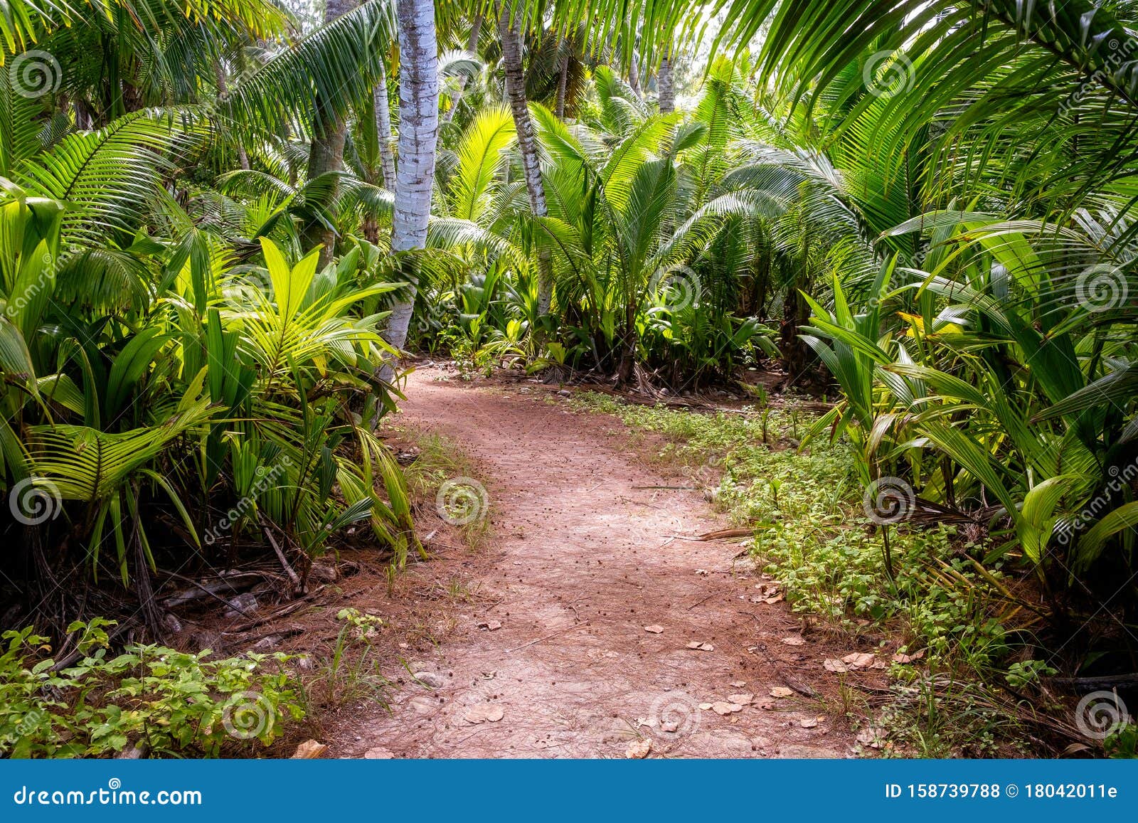 Ground Rural Road in the Middle of Tropical Jungle Stock Photo - Image ...