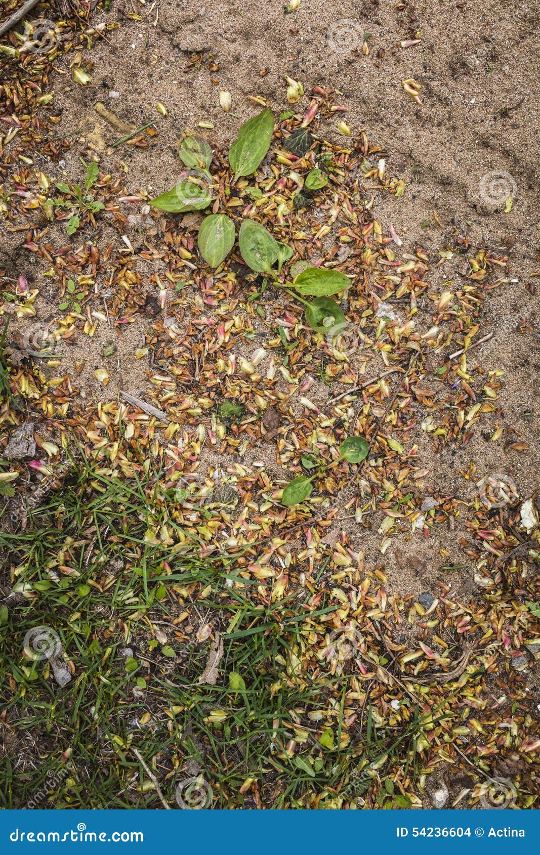 Ground Sand Grass Texture Background Stock Photo | CartoonDealer.com ...