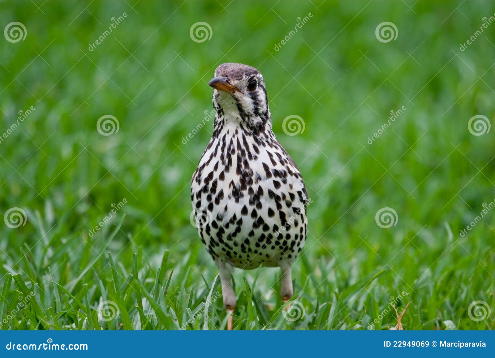 Ground Scraper Thrush stock image. Image of speckled - 22949069