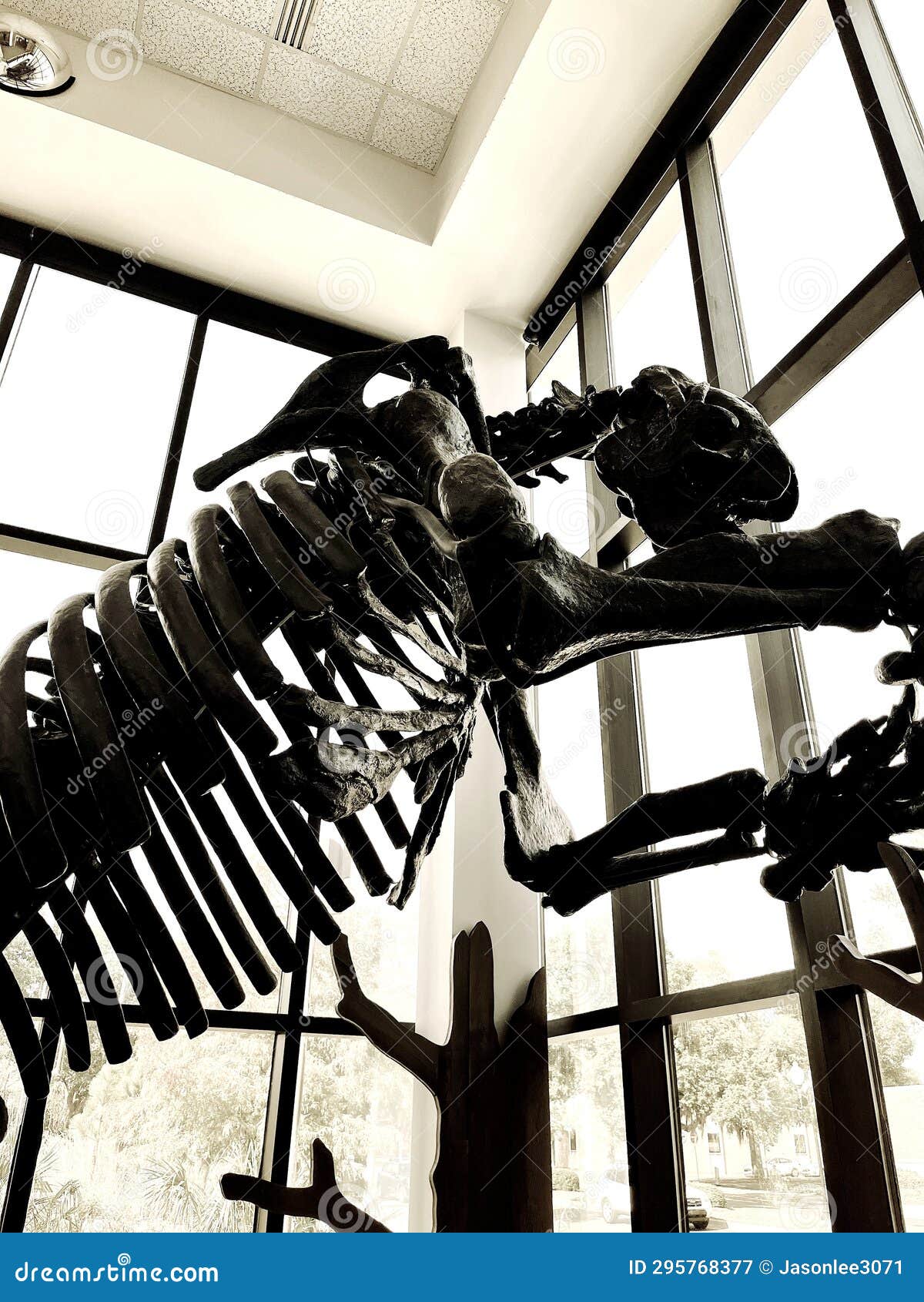 Ground sloth skeleton stock image. Image of skeleton - 295768377
