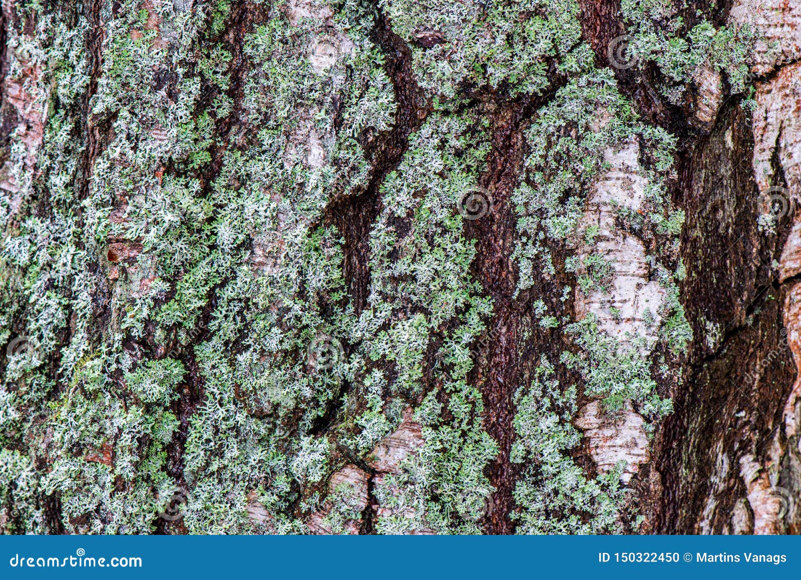 Ground Soil Texture with Tree Roots and Old Vegetation Leftovers Stock ...