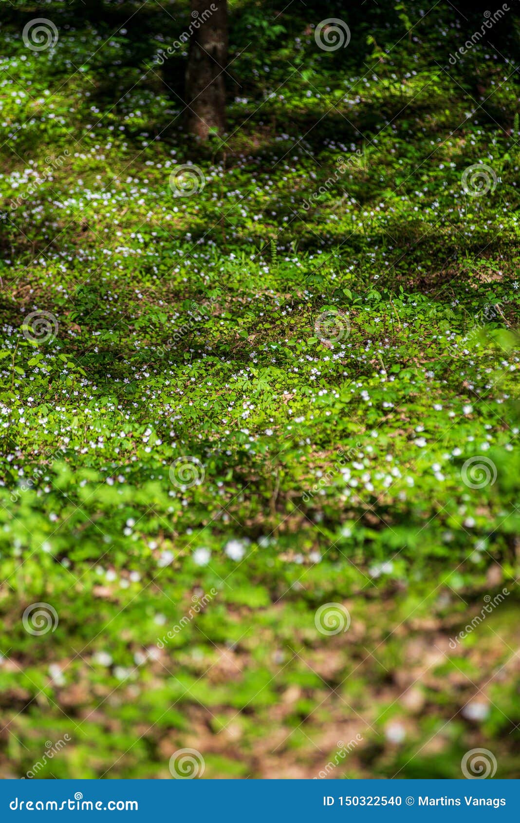 Ground Soil Texture with Tree Roots and Old Vegetation Leftovers Stock ...