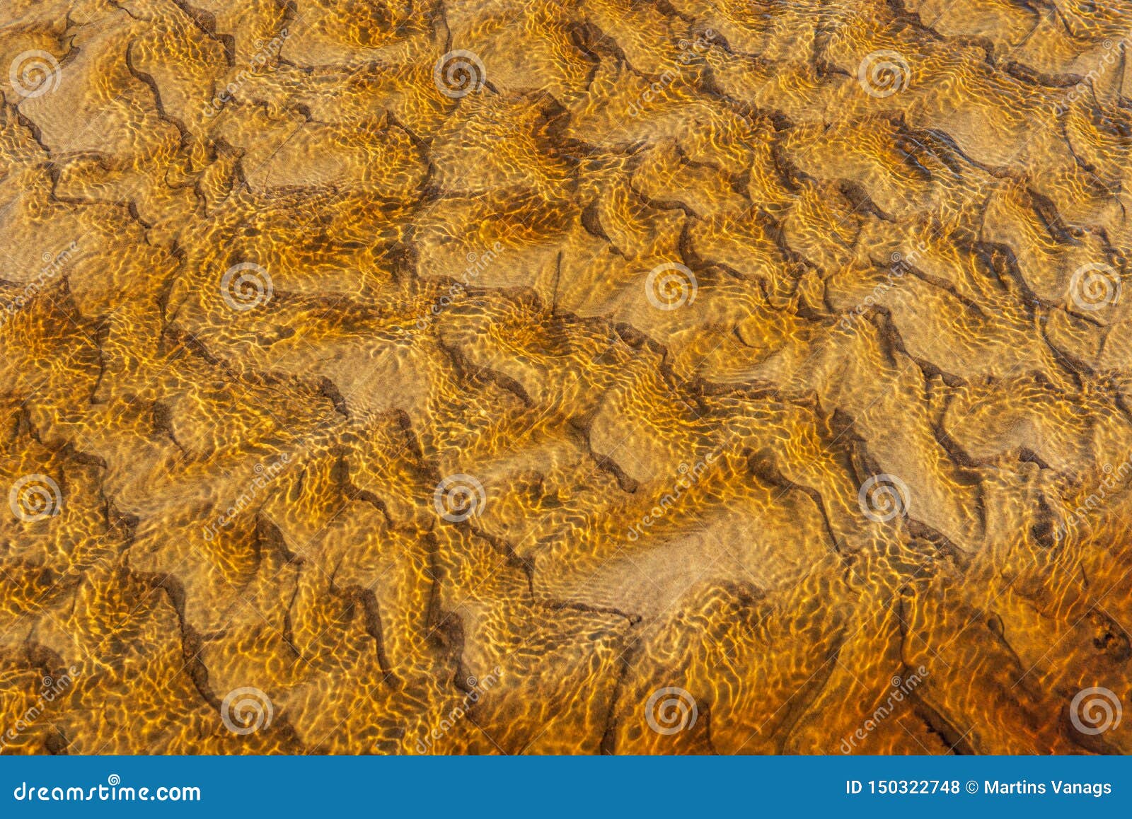 Ground Soil Texture with Tree Roots and Old Vegetation Leftovers Stock ...