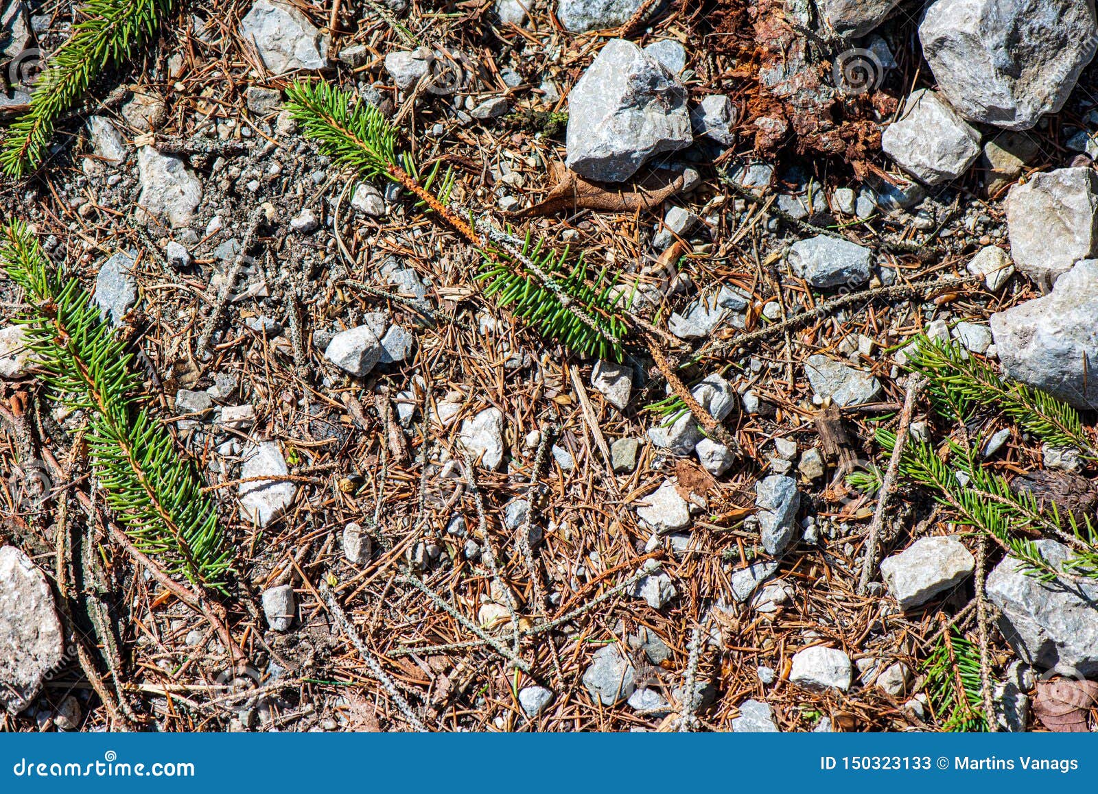 Ground Soil Texture with Tree Roots and Old Vegetation Leftovers Stock ...