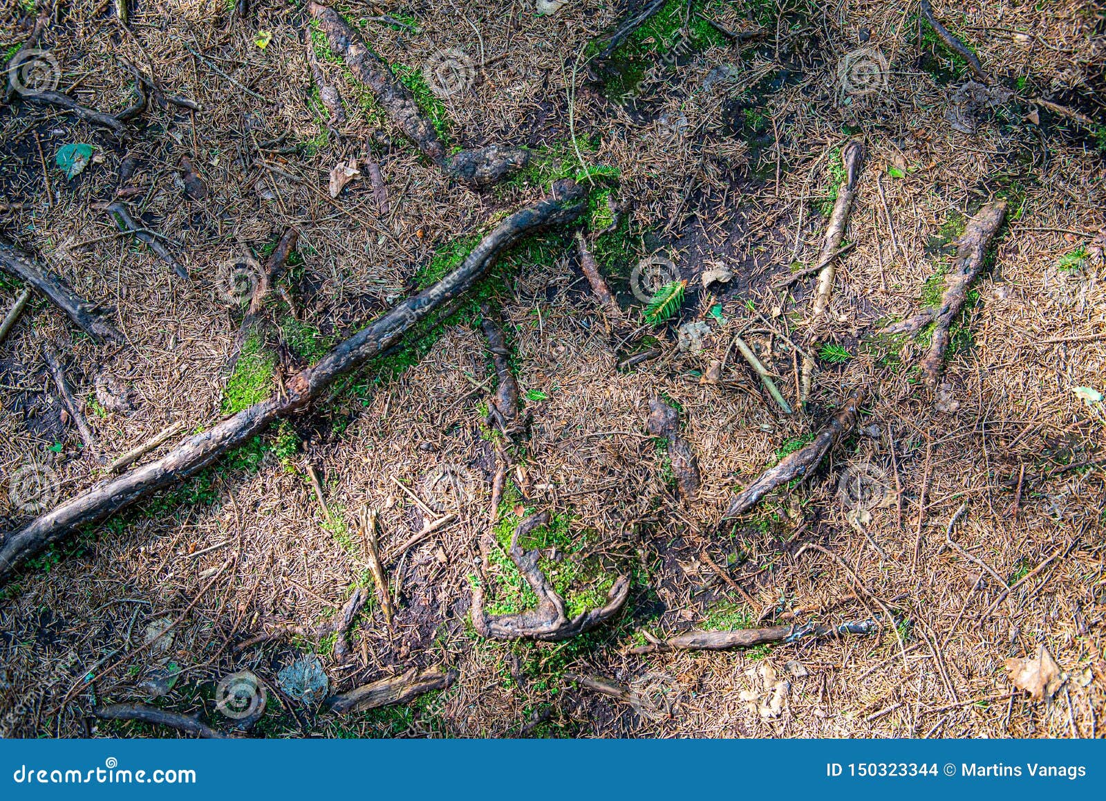 Ground Soil Texture with Tree Roots and Old Vegetation Leftovers Stock ...