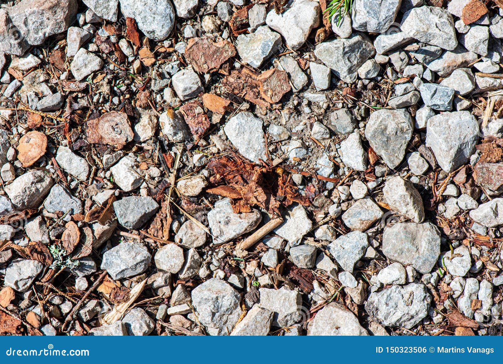 Ground Soil Texture with Tree Roots and Old Vegetation Leftovers Stock ...