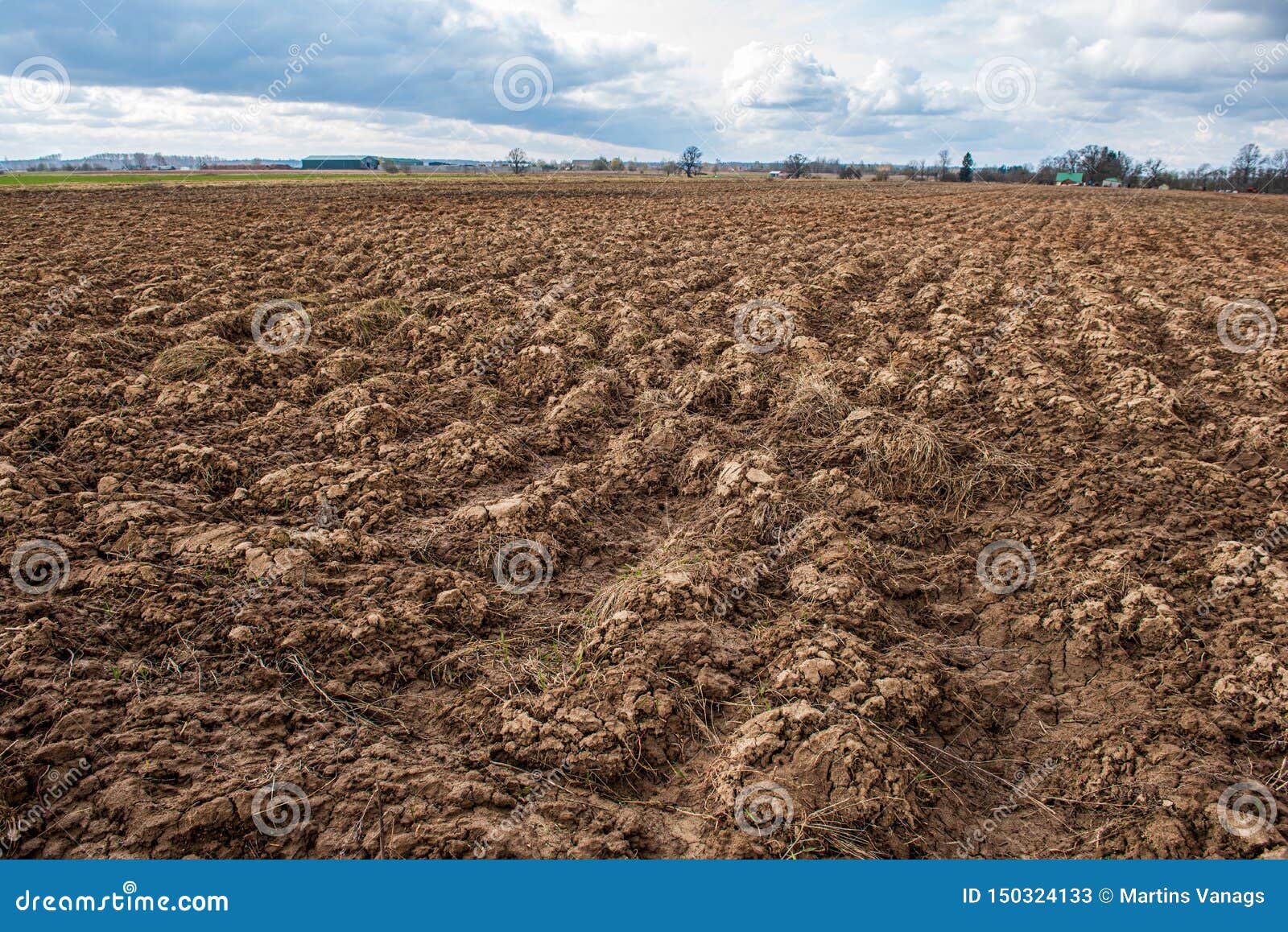 Ground Soil Texture with Tree Roots and Old Vegetation Leftovers Stock ...