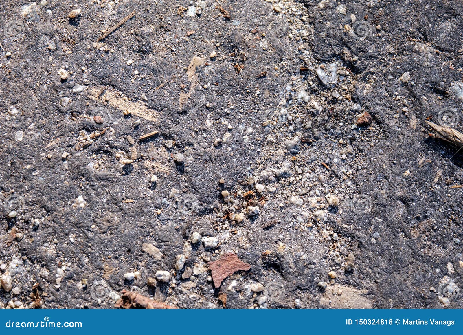 Ground Soil Texture with Tree Roots and Old Vegetation Leftovers Stock ...