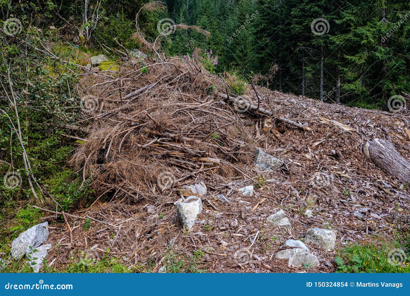 Ground Soil Texture with Tree Roots and Old Vegetation Leftovers Stock ...
