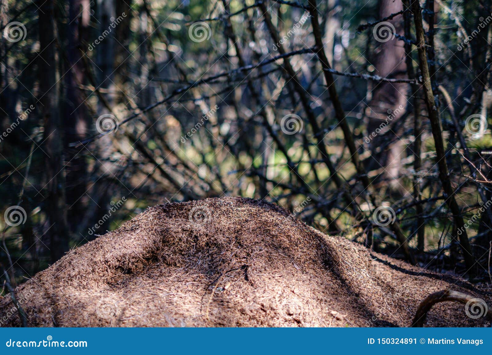Ground Soil Texture with Tree Roots and Old Vegetation Leftovers Stock ...
