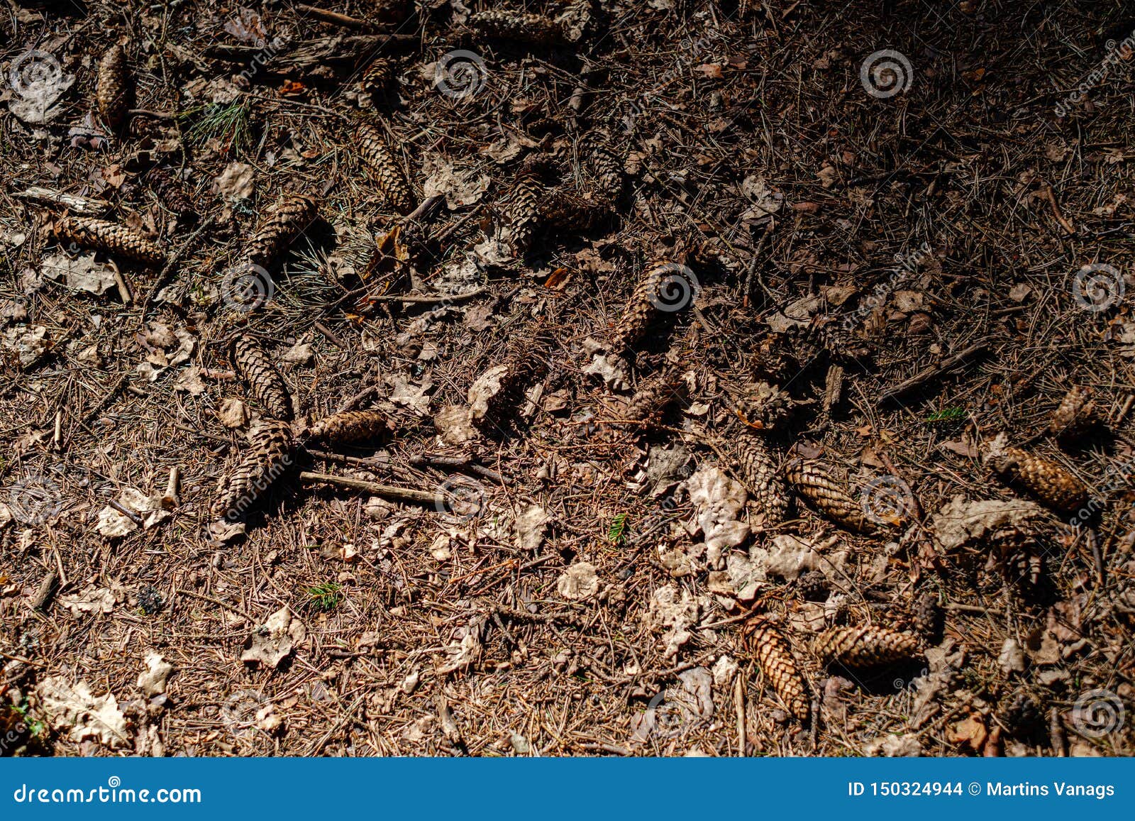 Ground Soil Texture with Tree Roots and Old Vegetation Leftovers Stock ...