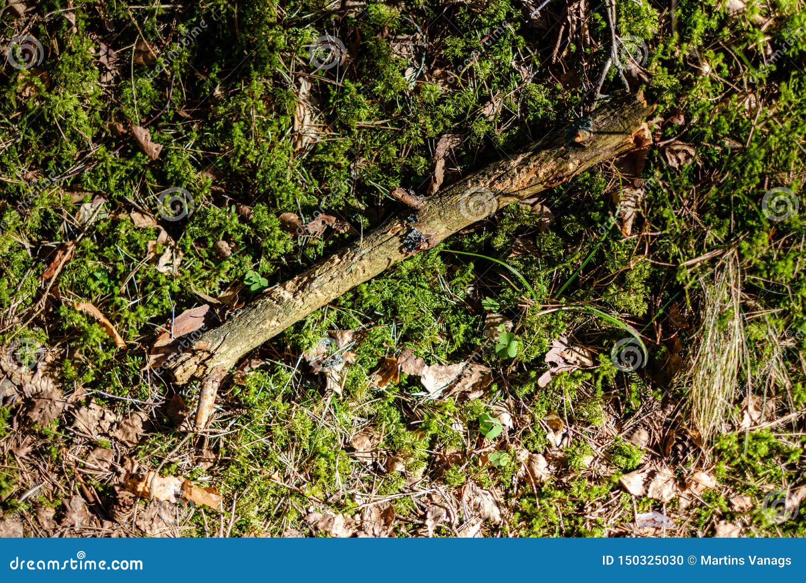 Ground Soil Texture with Tree Roots and Old Vegetation Leftovers Stock ...