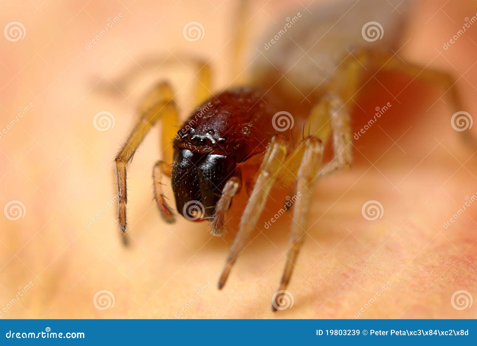 Ground Spider - Drassodes Lapidosus Stock Image - Image of close ...