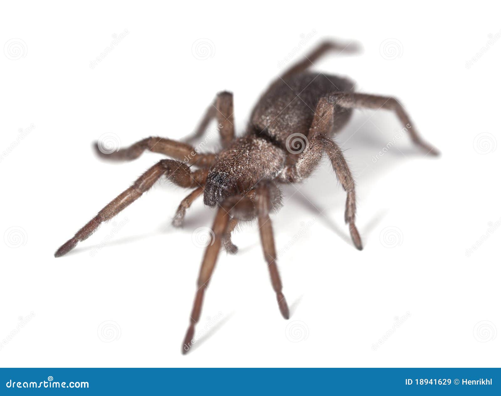 Ground Spider (Gnaphosidae) Stock Image - Image of arachnophobia ...