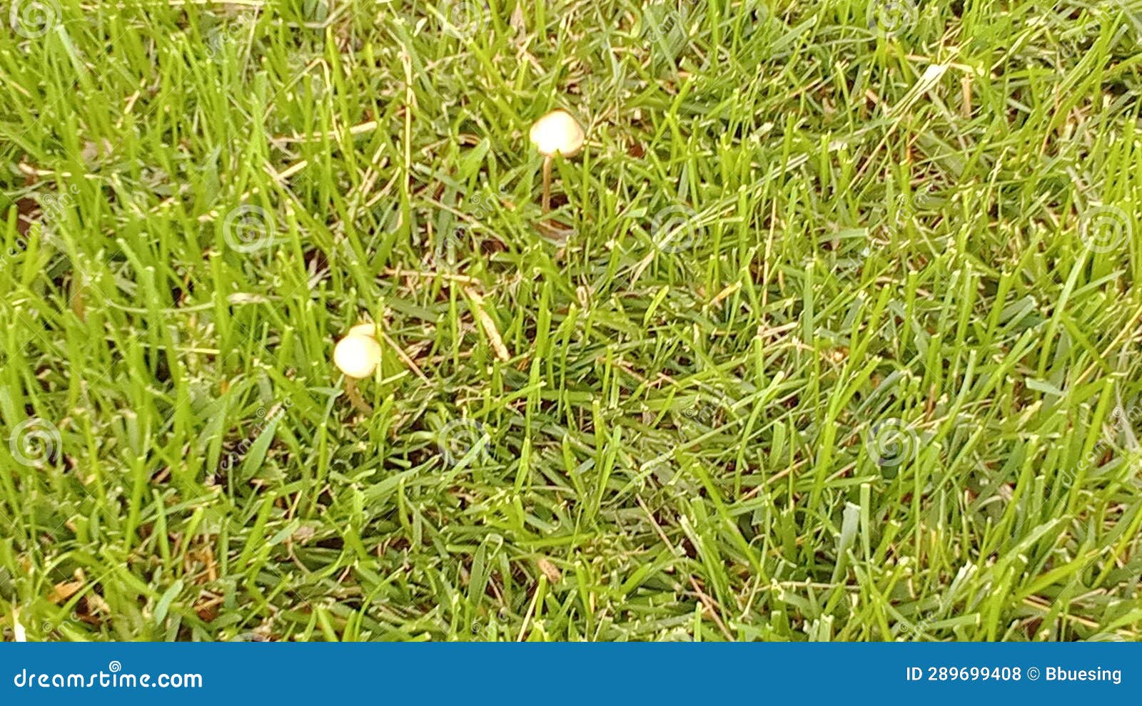 Ground Spores growing mold stock photo. Image of ground - 289699408