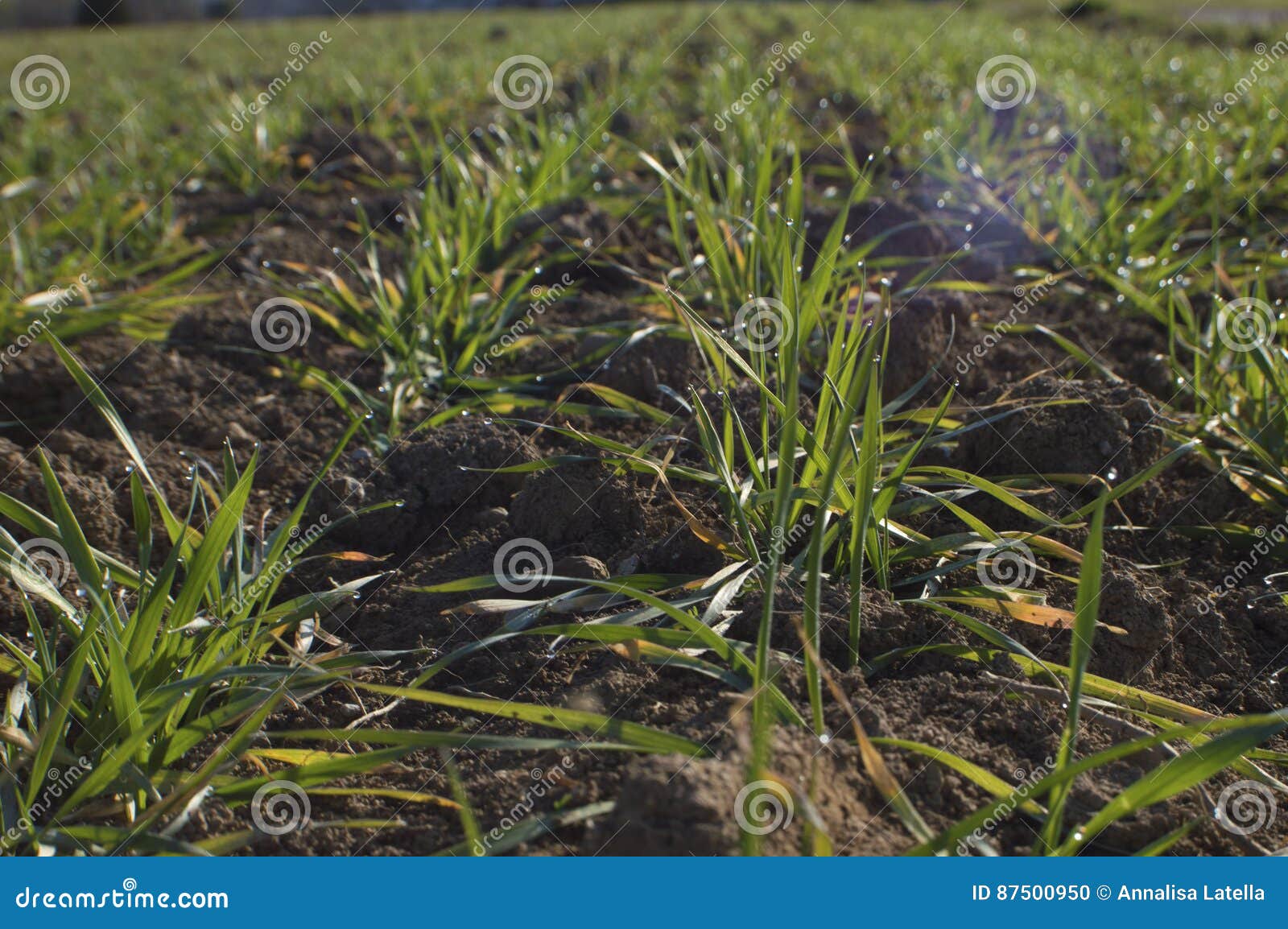Ground with Spring Planting Stock Photo - Image of reflection ...