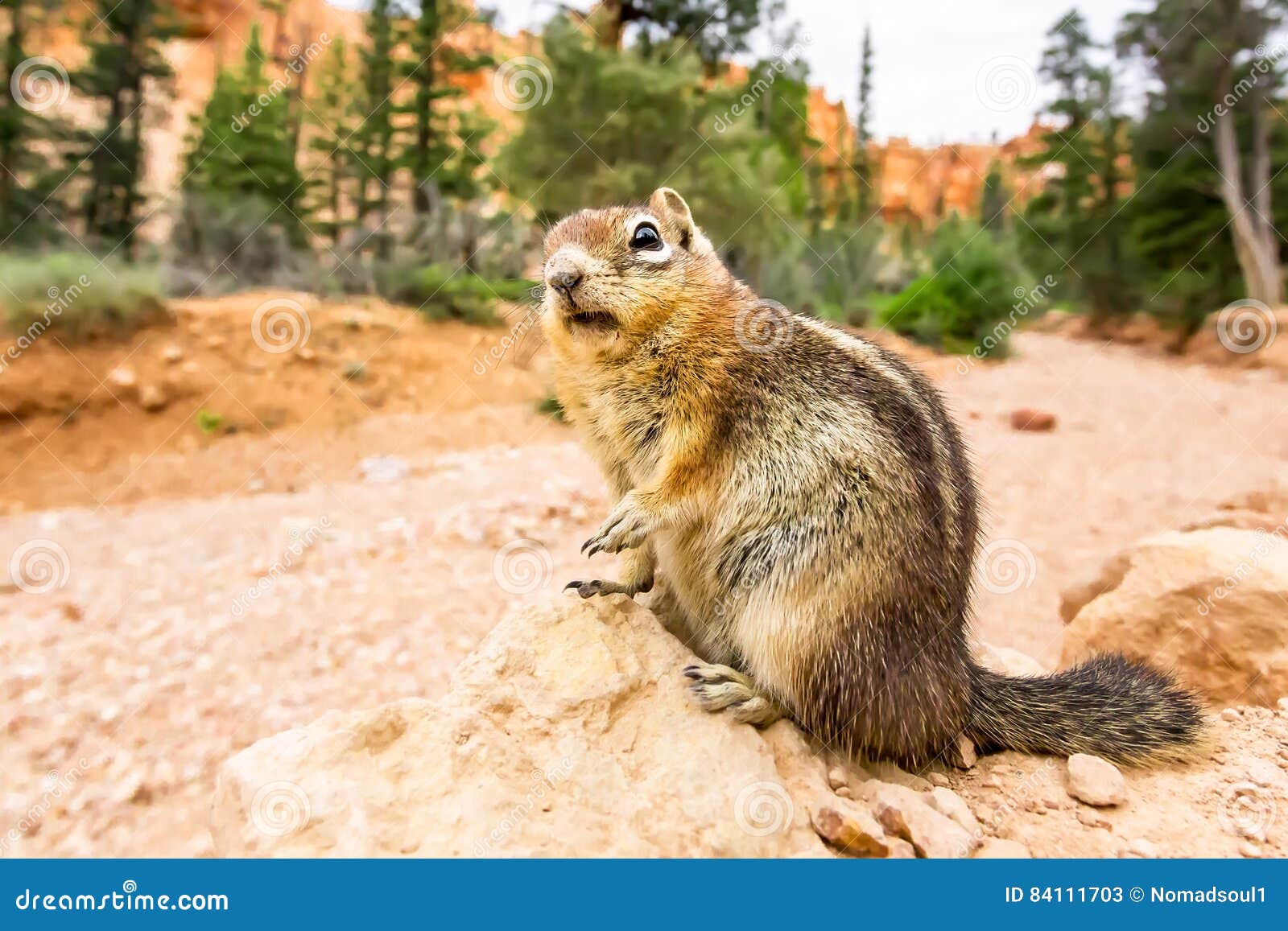 Ground Squirell on Sandy Soil Background. Stock Image - Image of close ...