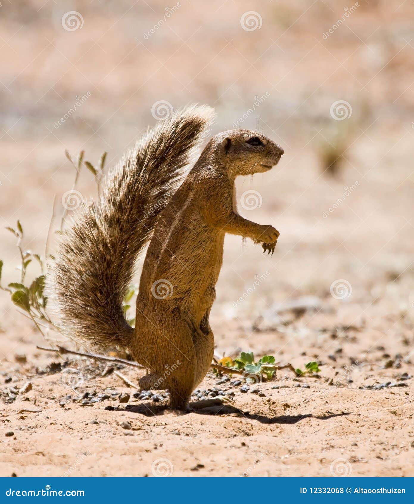 Ground Squirrel stock photo. Image of natural, sand, brown - 12332068