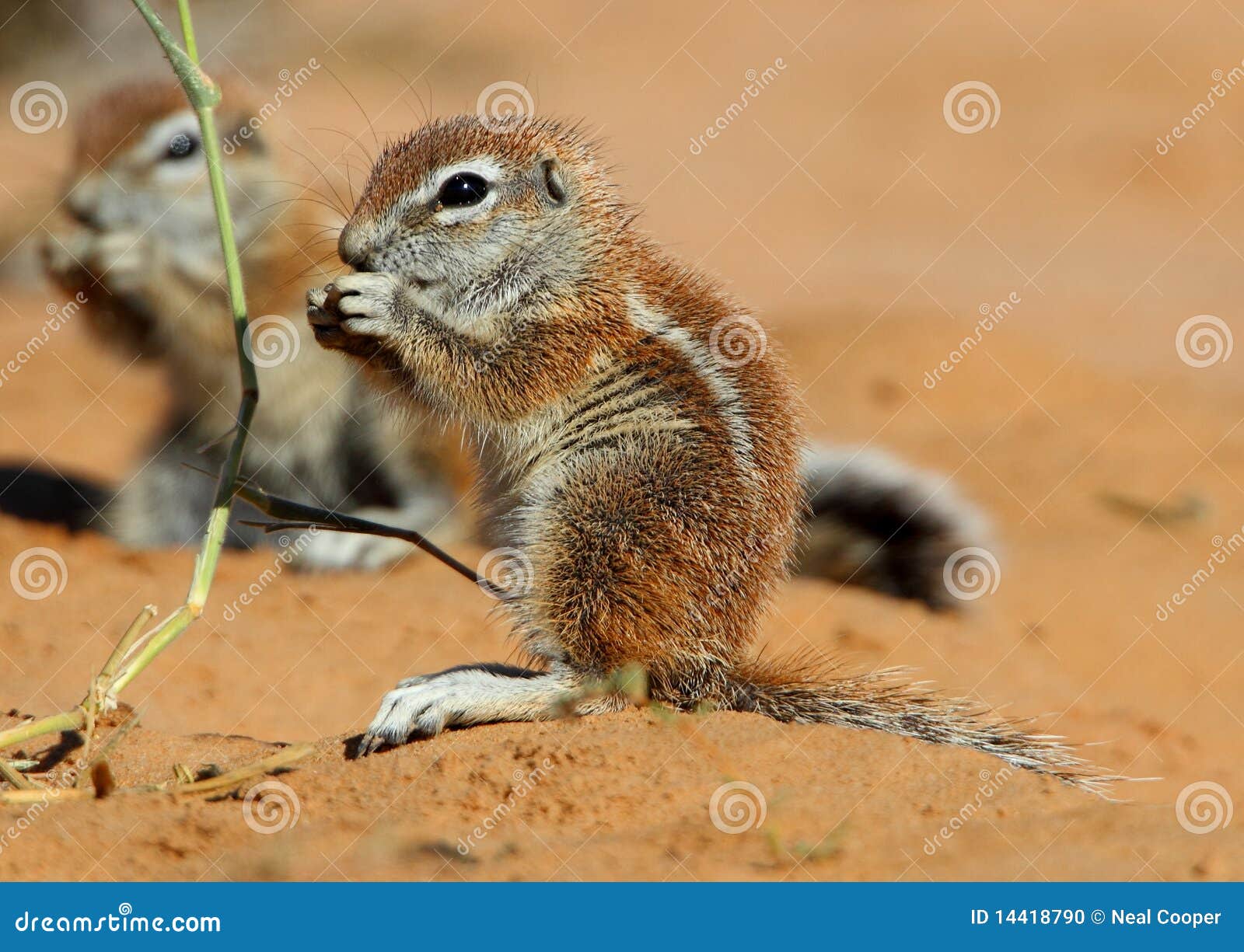 Ground Squirrel stock photo. Image of young, vermin, tail - 14418790