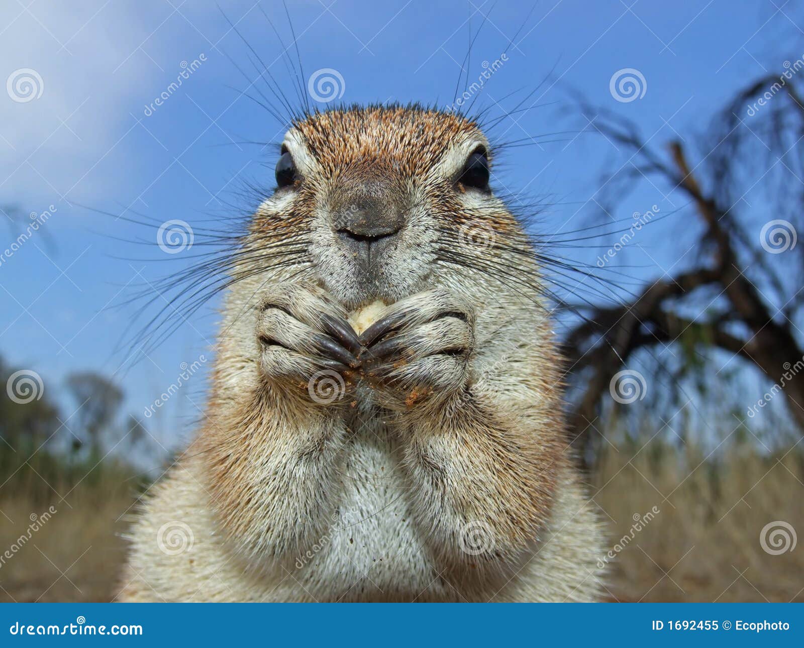 Ground Squirrel, Also Known As Richardson Ground Squirrel Standing Next ...