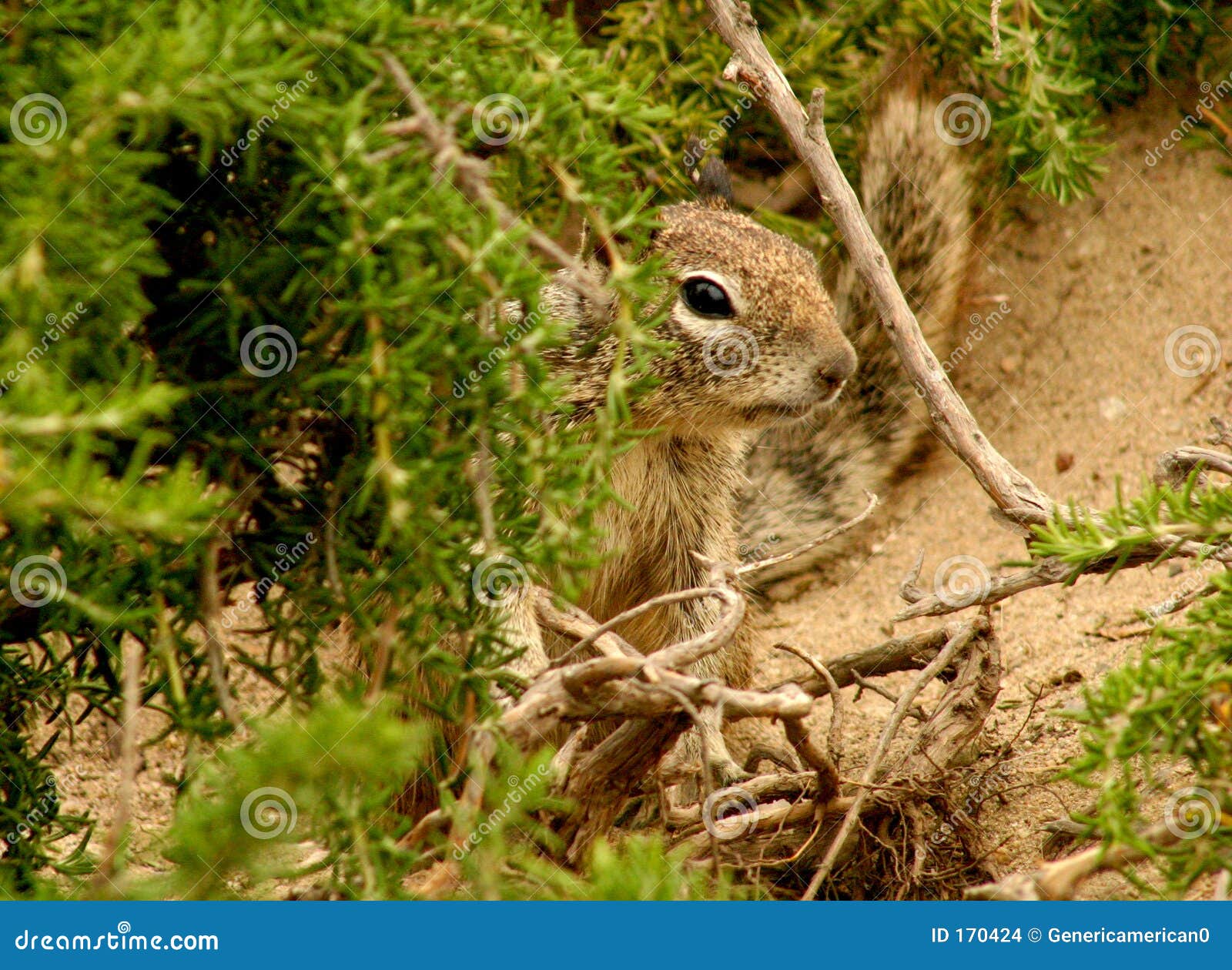 Ground Squirrel stock photo. Image of peeking, trail, nature - 170424