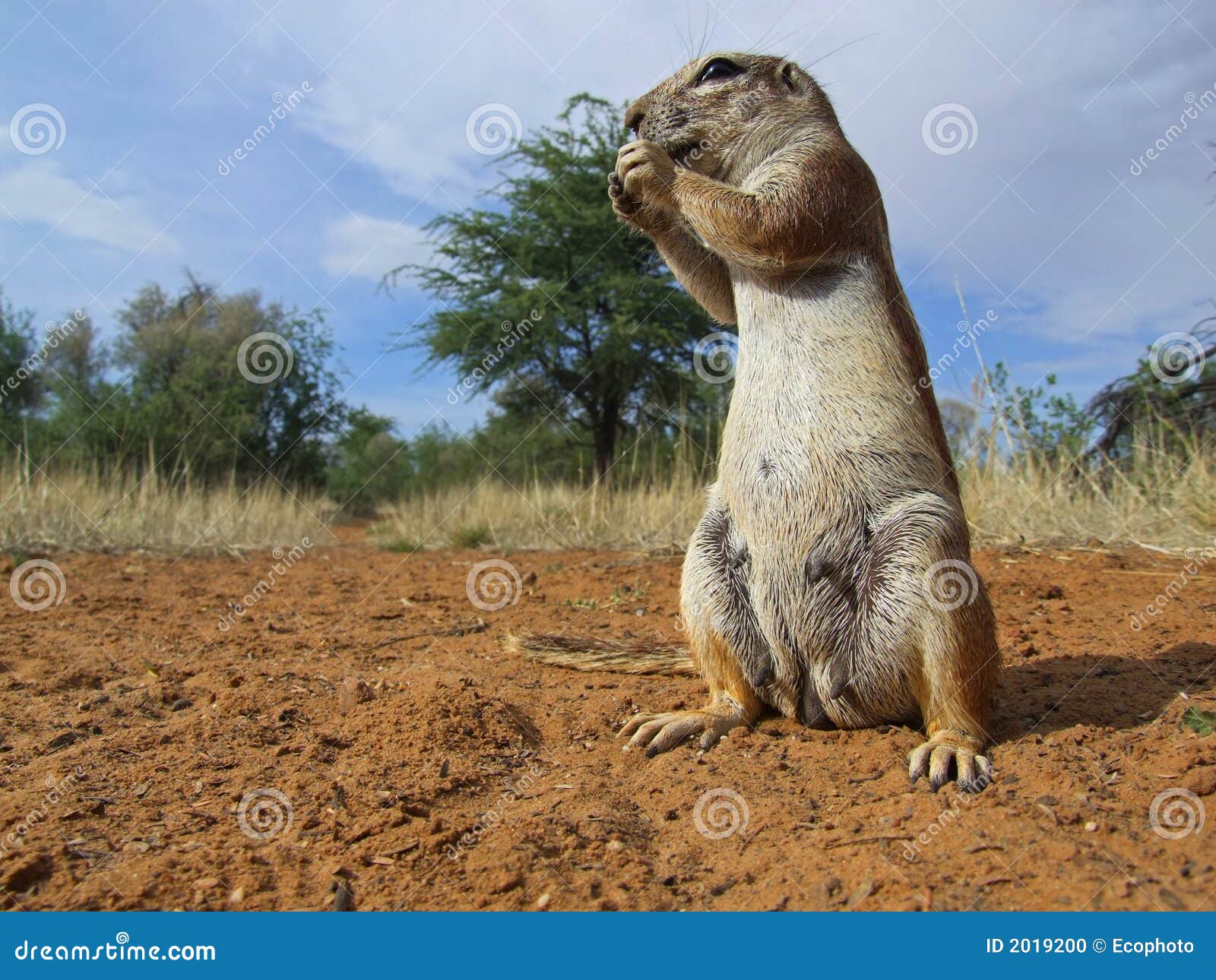Ground Squirrel, Also Known As Richardson Ground Squirrel Standing Next ...