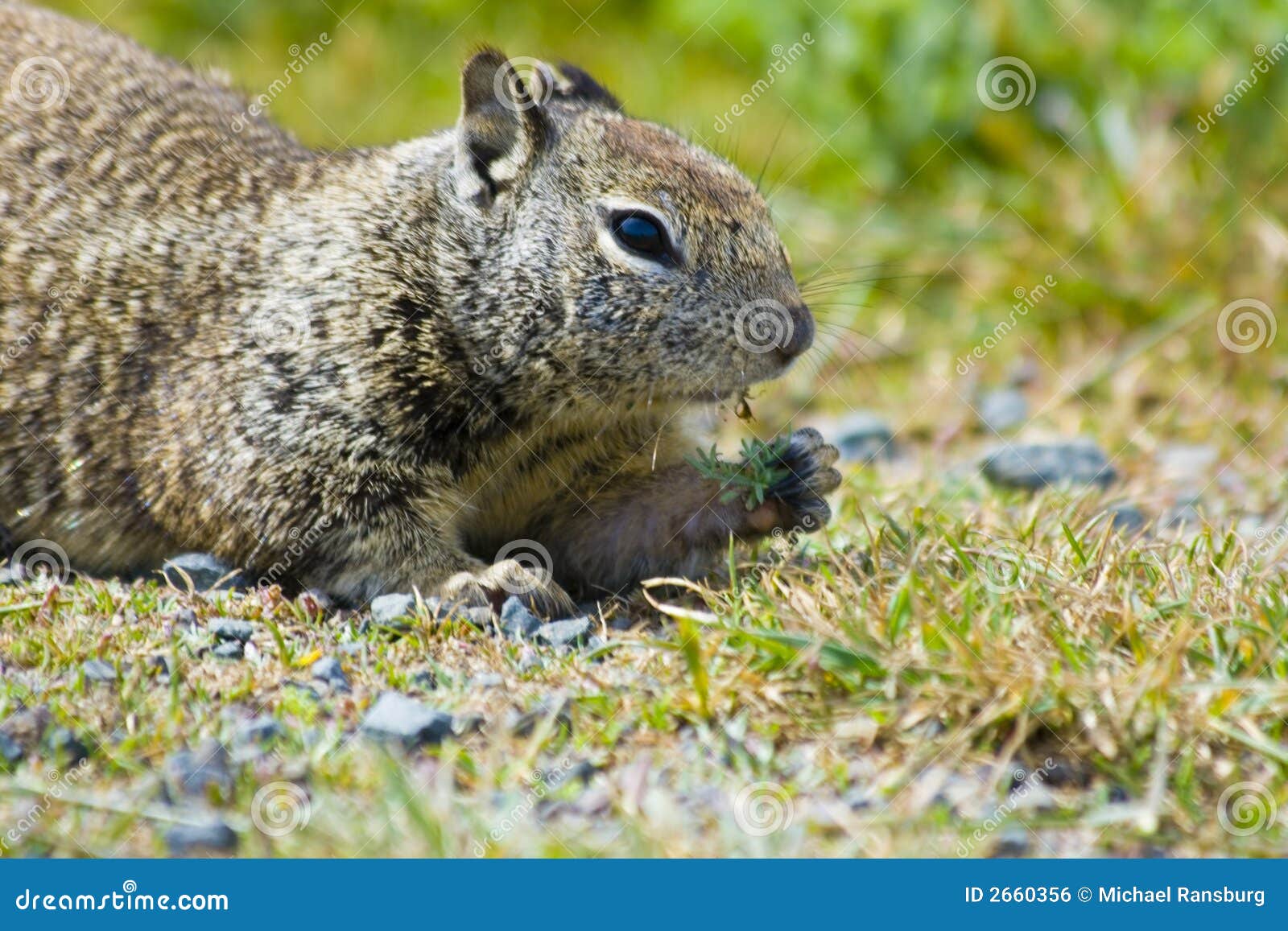 Ground Squirrel stock photo. Image of animal, stripes - 2660356