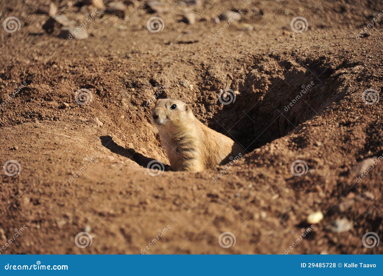 Ground squirrel stock photo. Image of soil, gravel, teeth - 29485728