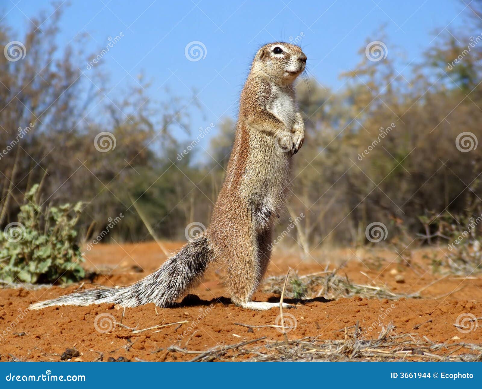 Ground Squirrel, Also Known As Richardson Ground Squirrel Standing Next ...