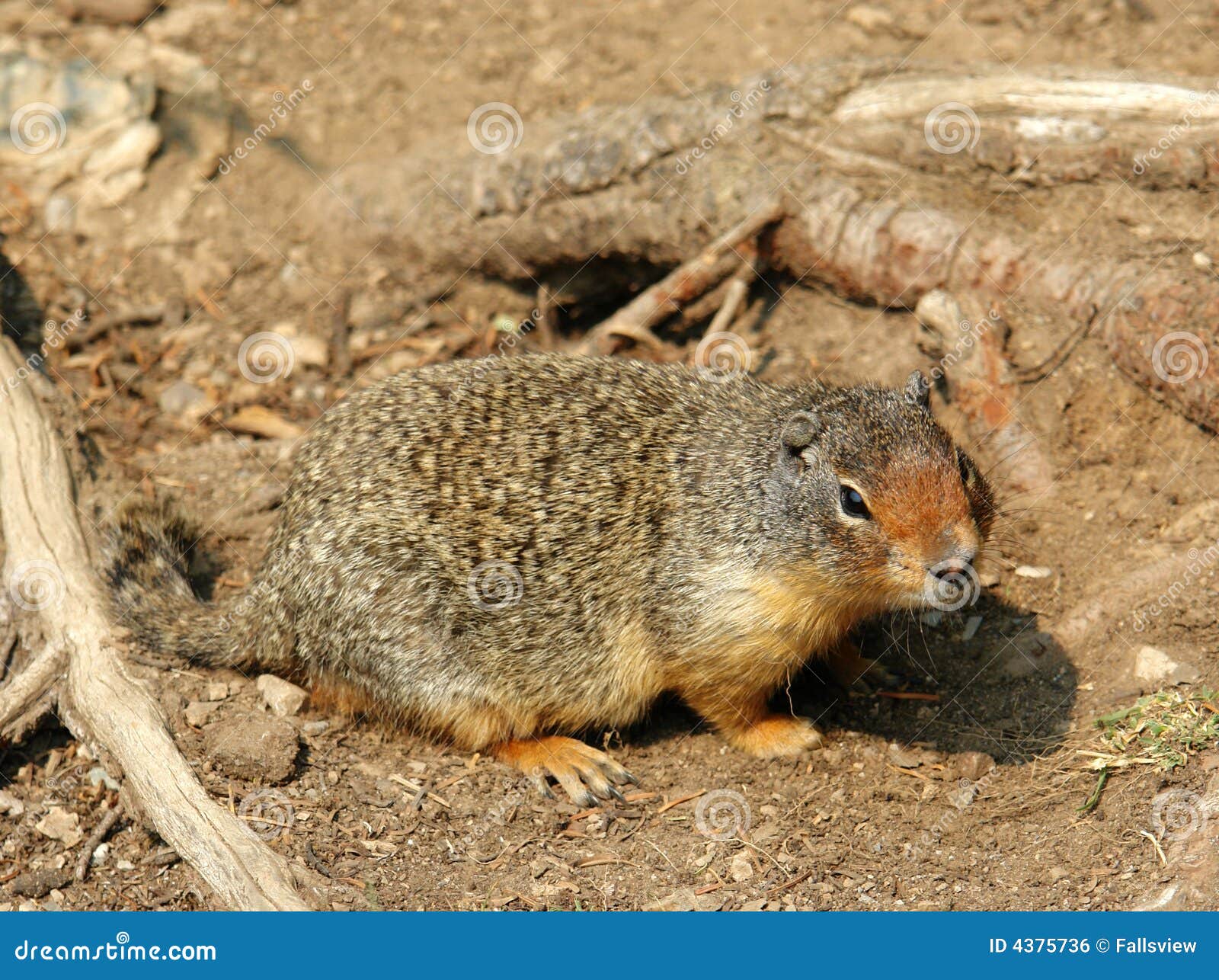 Ground squirrel stock photo. Image of rockies, park, wild - 4375736