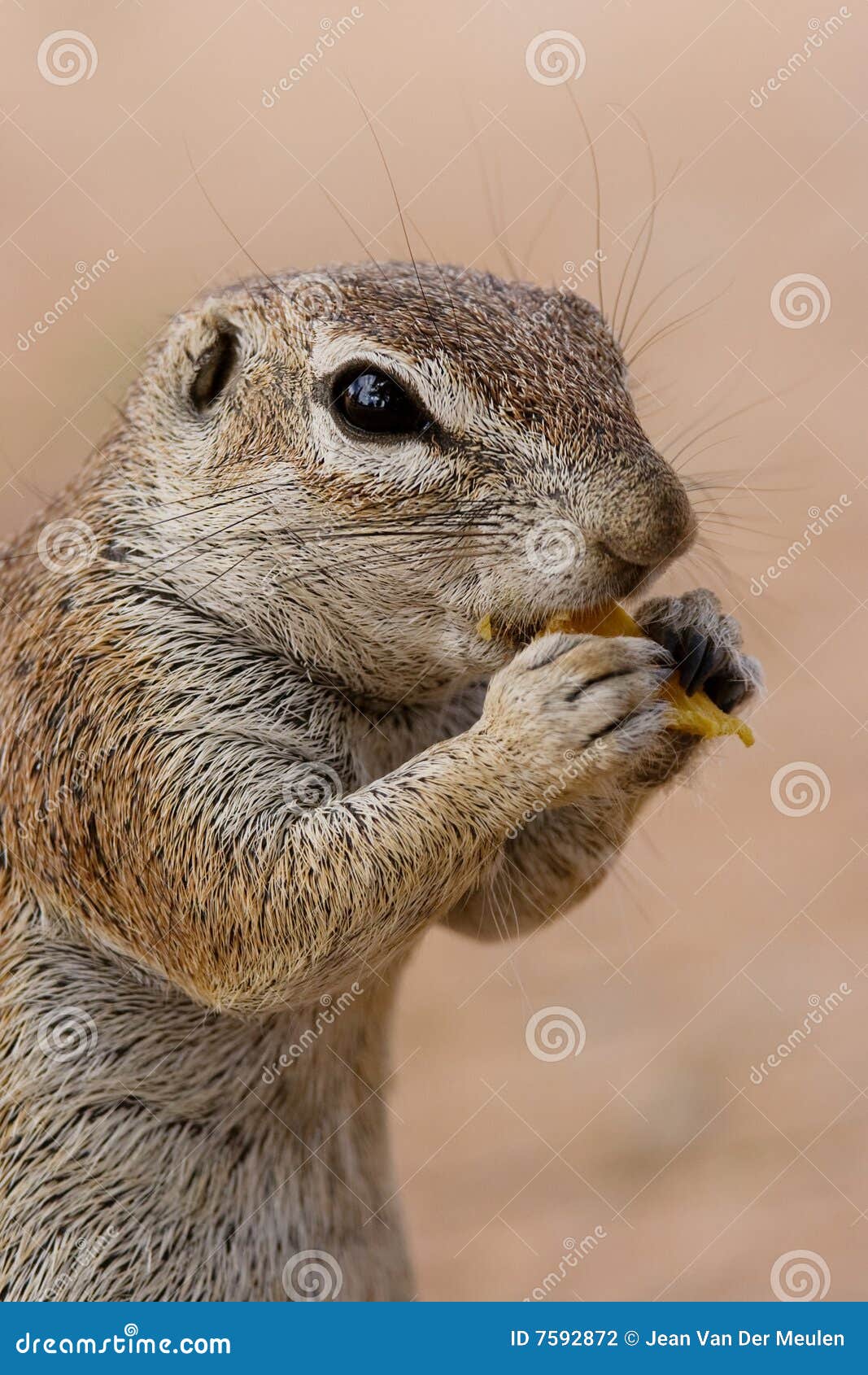 Ground Squirrel stock photo. Image of closeup, wildlife - 7592872